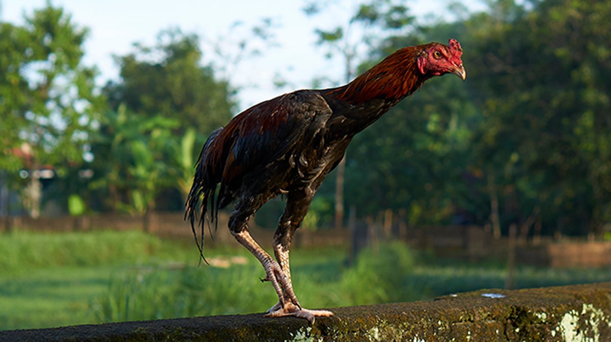 Asil Chicken or Aseel Murga: Facts and breeds